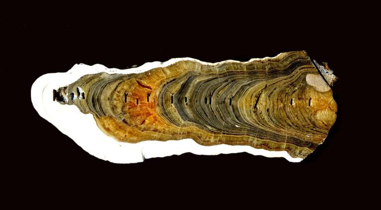 GSSP of the Meghalayan Stage in the Mawmluh Cave - IUGS
