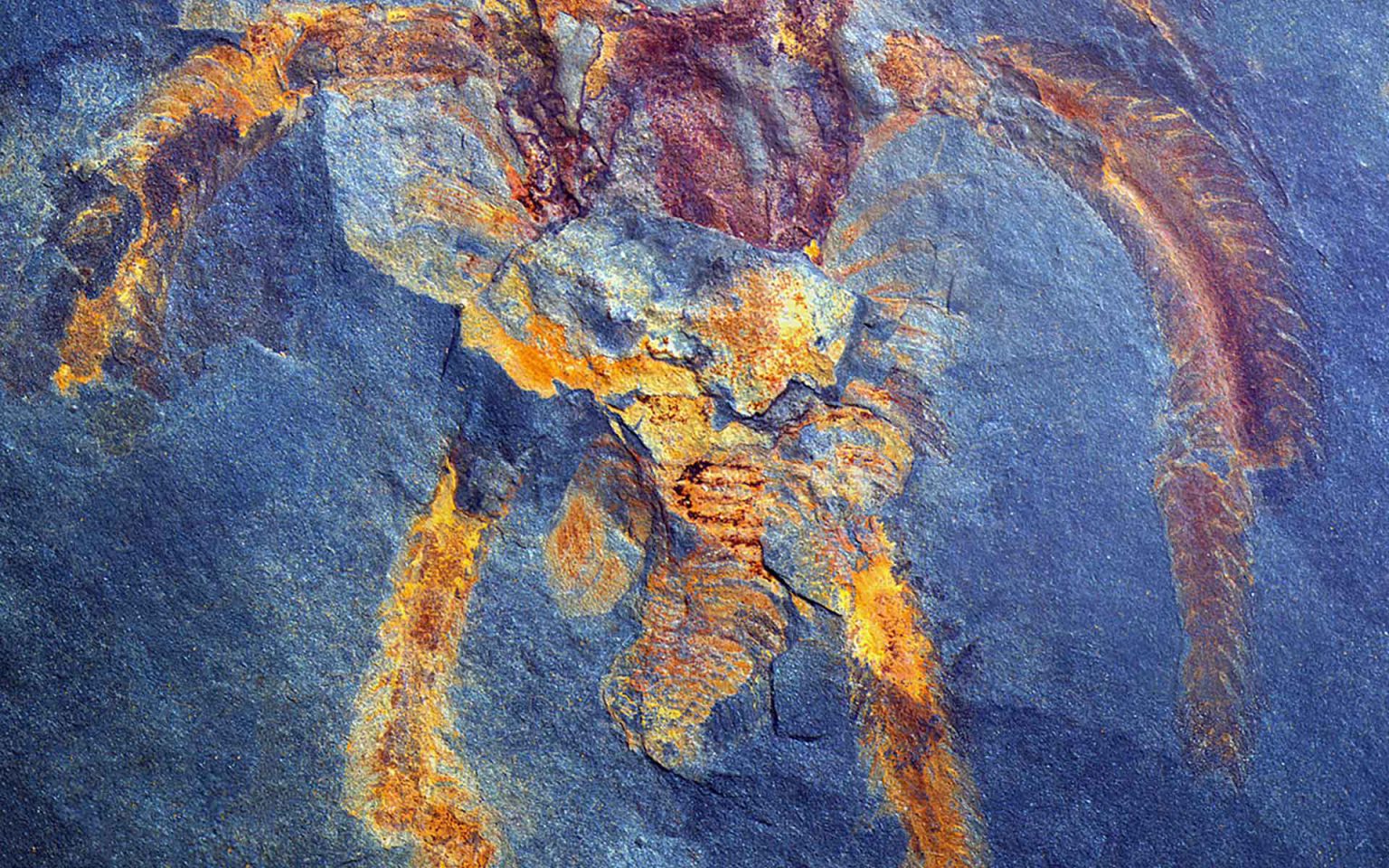 Ordovician Fezouata Shale fossil site at Jbel Tizagzaouine - IUGS