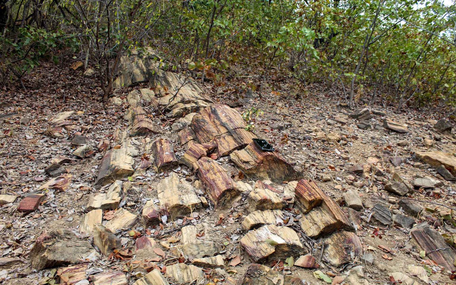Late Permian Tete Fossil Forest - IUGS