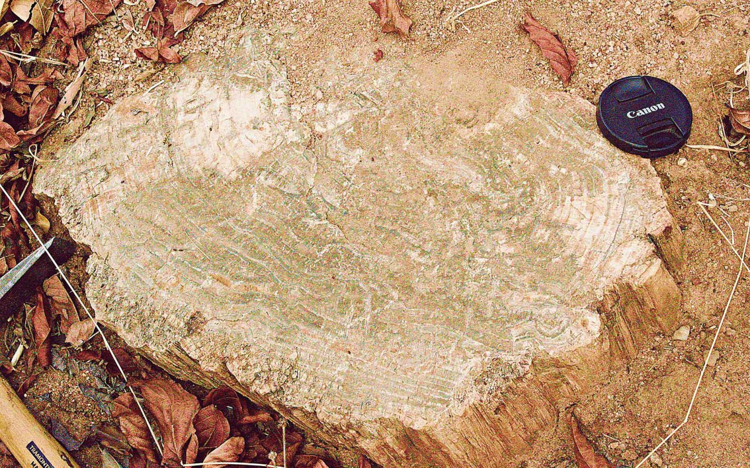 Late Permian Tete Fossil Forest - IUGS