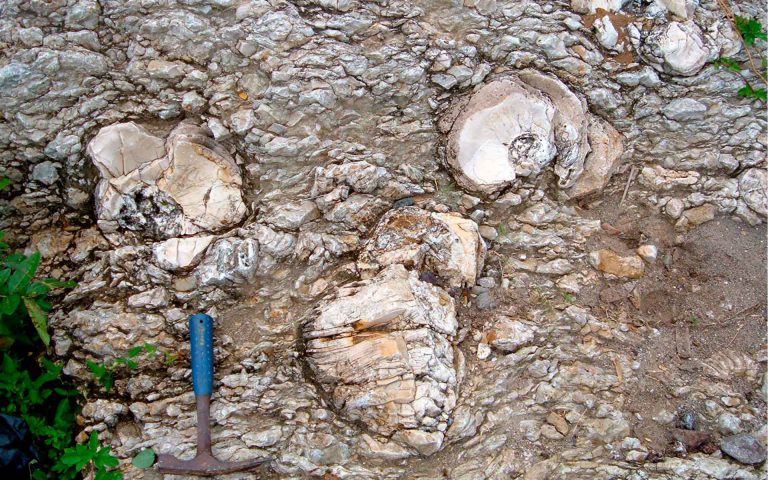 Late Cretaceous rudist bivalves of the Caribbean Province - IUGS