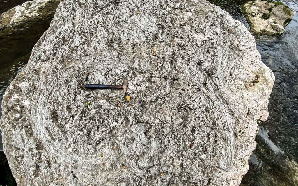 Late Cretaceous rudist bivalves of the Caribbean Province - IUGS