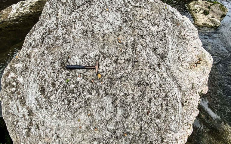 Late Cretaceous rudist bivalves of the Caribbean Province - IUGS