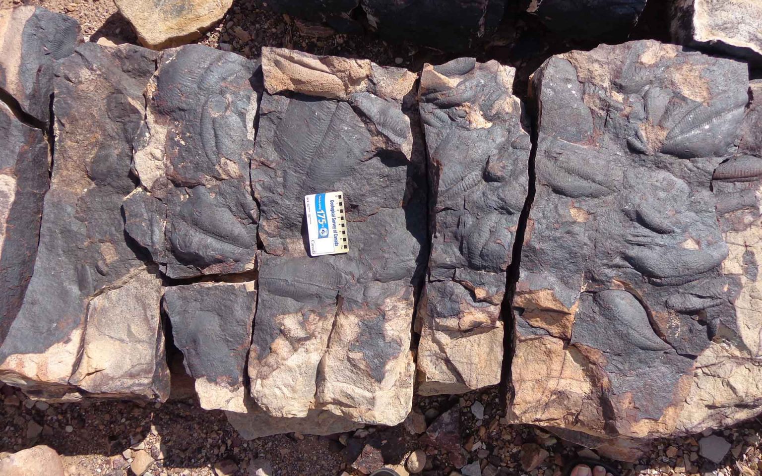 Ediacaran fauna of the Nama Group - IUGS