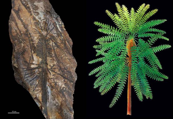 Permian vegetation of the Wuda Fossil Site - IUGS