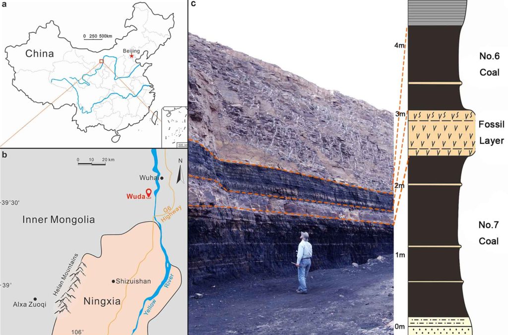 Permian vegetation of the Wuda Fossil Site - IUGS