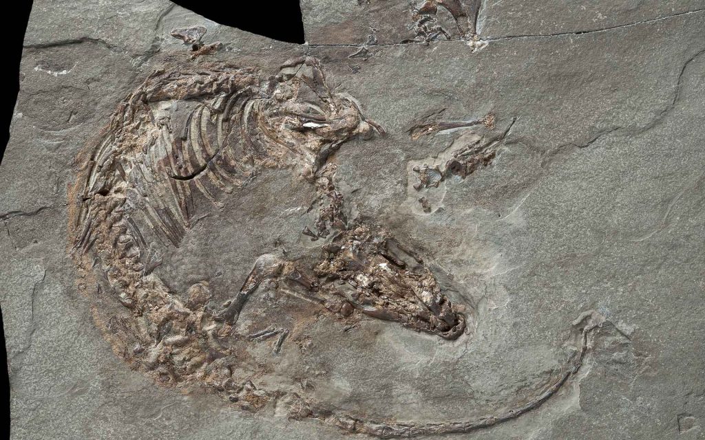 Early Cretaceous wetland of Las Hoyas - IUGS