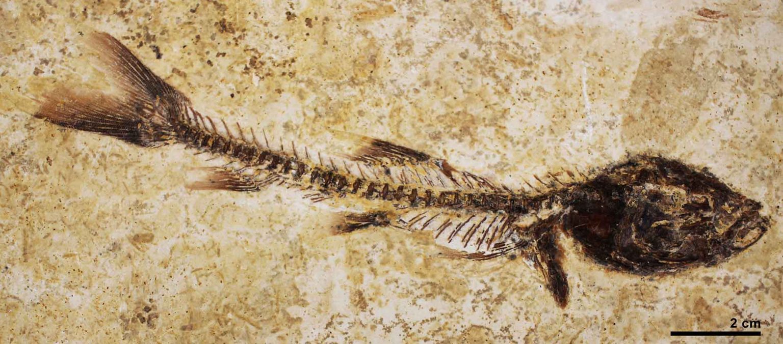 Cretaceous Lagerstätten of Cariri Stone - IUGS