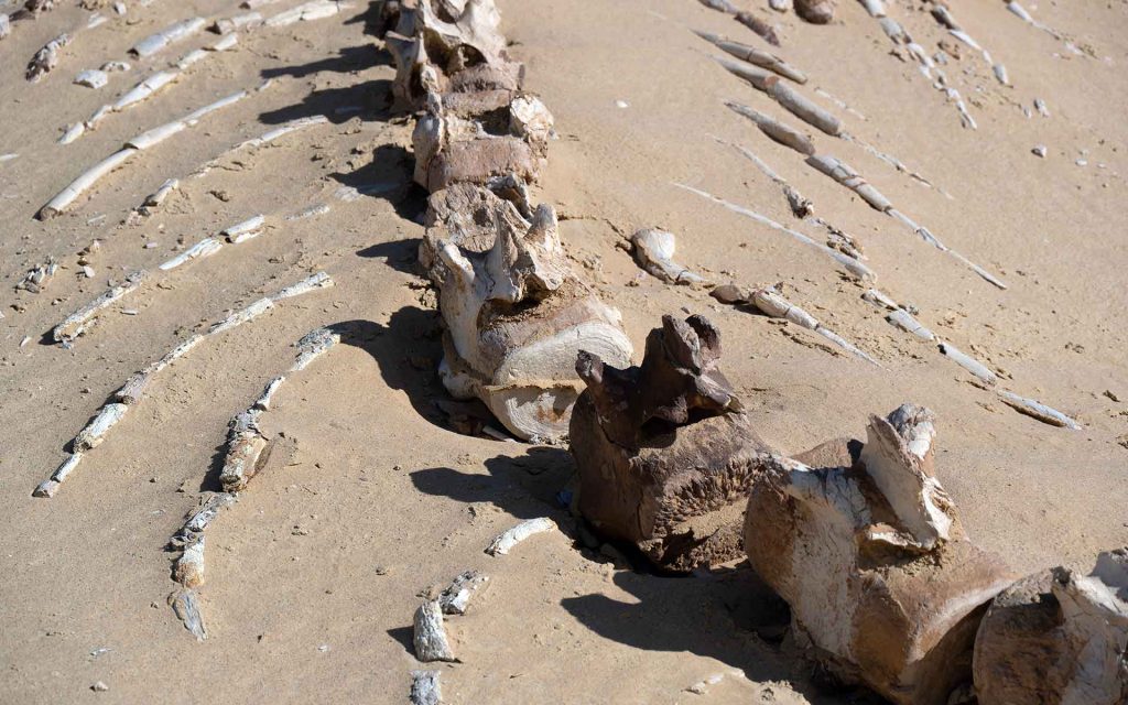 Whale Valley, Cetacea and Sirenia Eocene fossils of Wadi Al-Hitan - IUGS