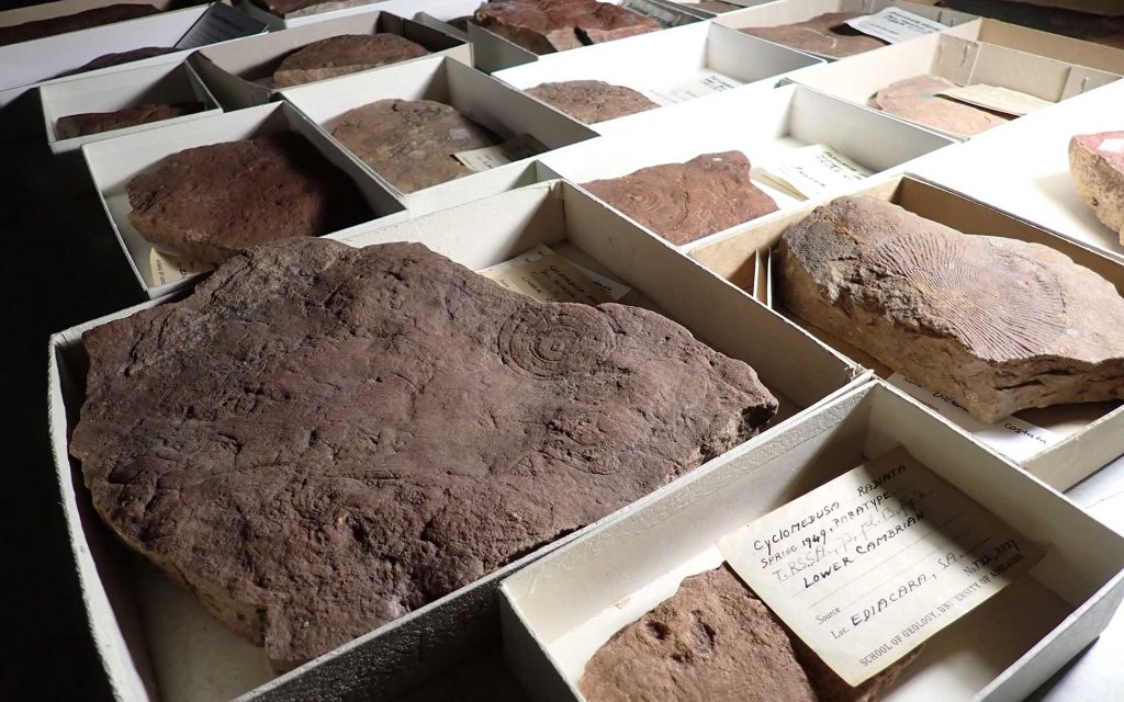 Sprigg Ediacaran Fossil Collection, South Australian Museum-Adelaide ...